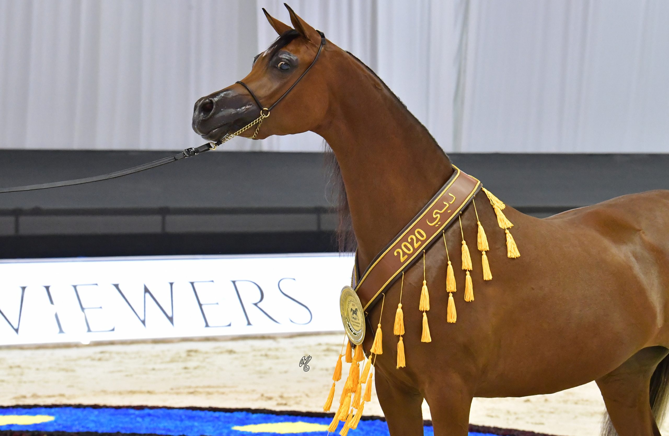 Dubai International Arabian Horse Championships 2020 The Arabian Magazine Dubai International Arabian Horse Championships 2020 The Arabian Magazine