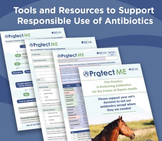 The Arabian Magazine | Discovering the true heart and soul of the Arabian horse